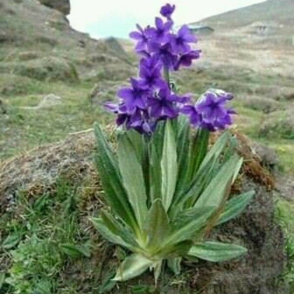 Primula Macrophylla Plant Care & How to Grow, Water