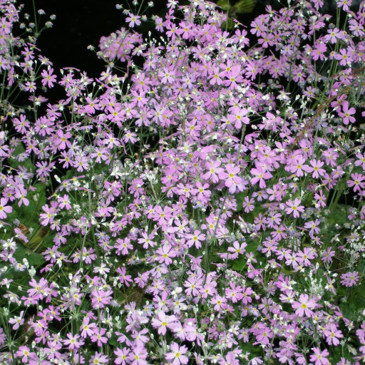 Baby Primrose (Primula Malacoides) Plant Care & How to Grow, Water