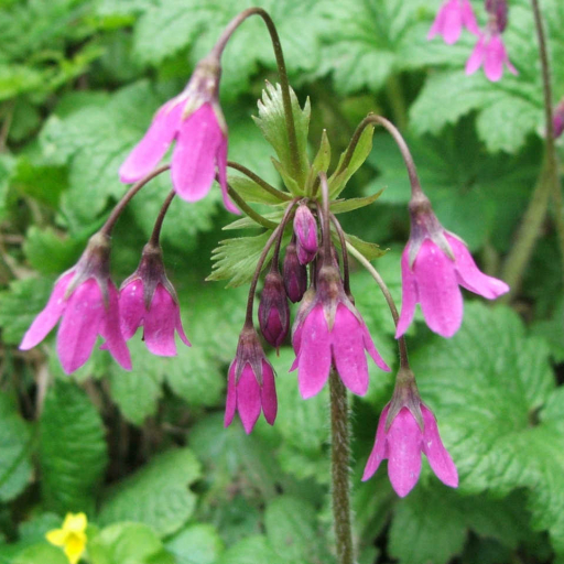 Alpine Bells (Primula Matthioli) Plant Care & How to Grow, Water