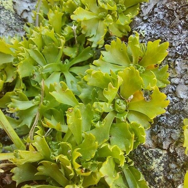 Least Primrose (Primula Minima) Plant Care & How to Grow, Water