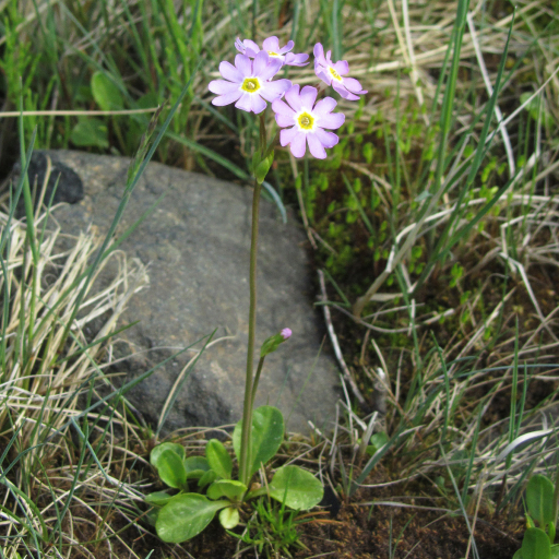 Sleepy Primrose (Primula Nutans) Plant Care & How to Grow, Water