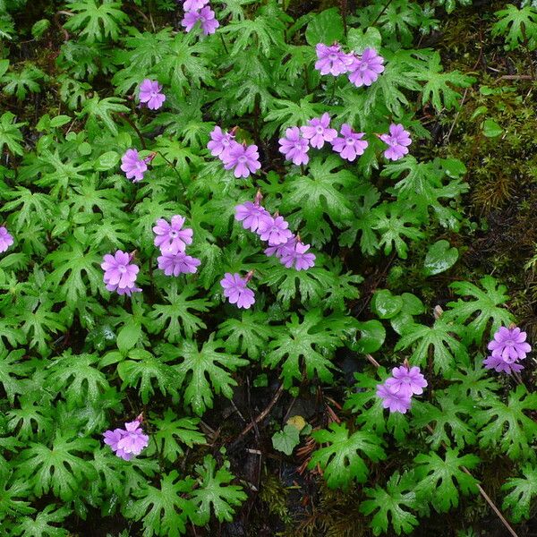 Primula Palmata Plant Care & How to Grow, Water