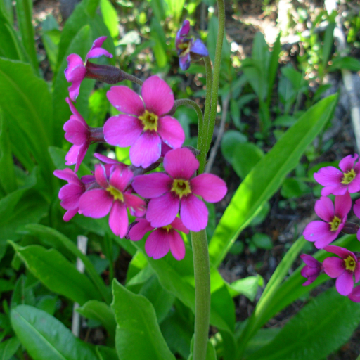 Parry's Primrose (Primula Parryi) Plant Care & How to Grow, Water