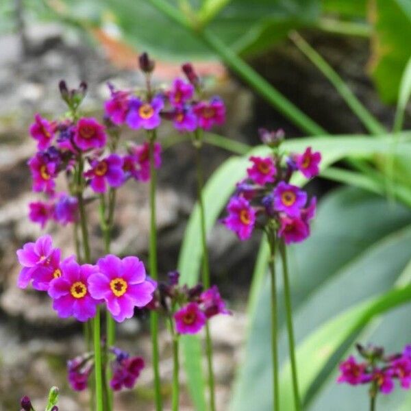 Candelabra Primrose (Primula Poissonii) Plant Care & How to Grow, Water