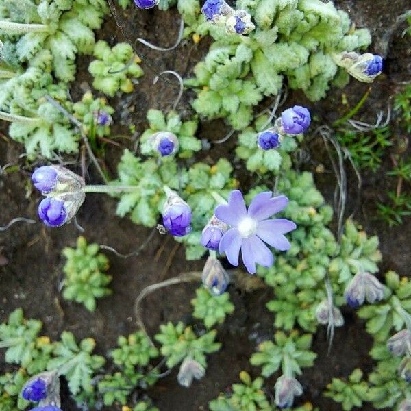 Primula Primulina Care Guide: Water, Soil & Propagation - Plantiary