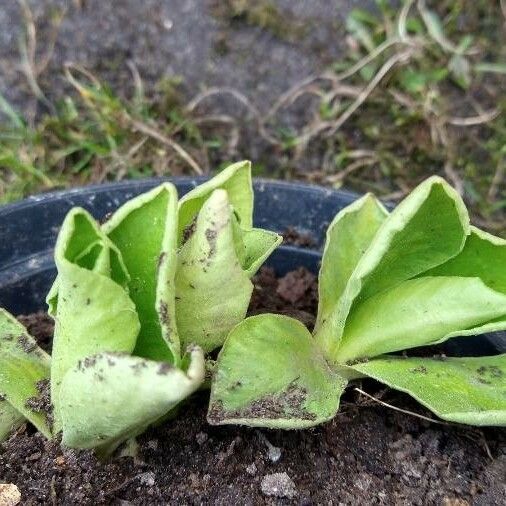 Auricula (Primula × Pubescens) Plant Care & How to Grow, Water