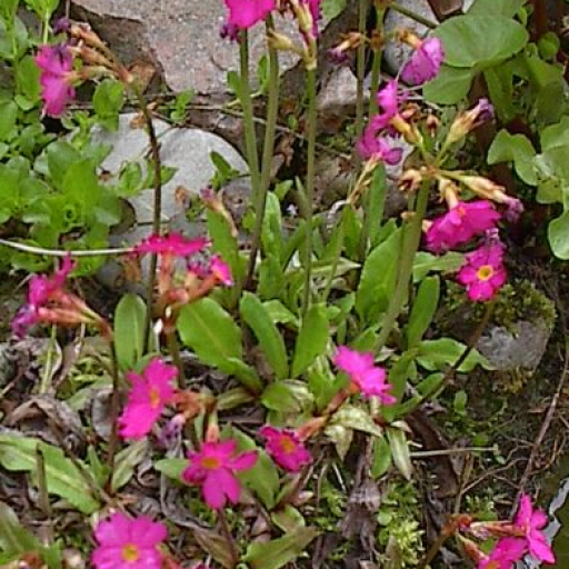 Himalayan Meadow Primrose (Primula Rosea) Plant Care & How to Grow, Water