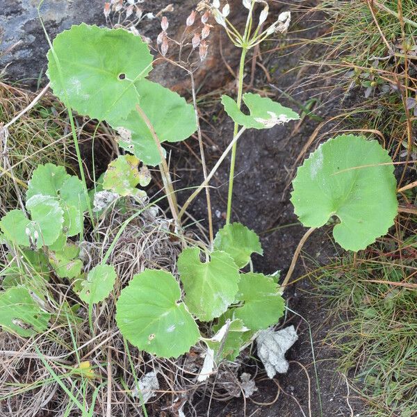 Primula Rotundifolia Care Guide: Water, Soil & Propagation - Plantiary