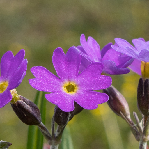 Northern Primrose (Primula Scandinavica) Plant Care & How to Grow, Water