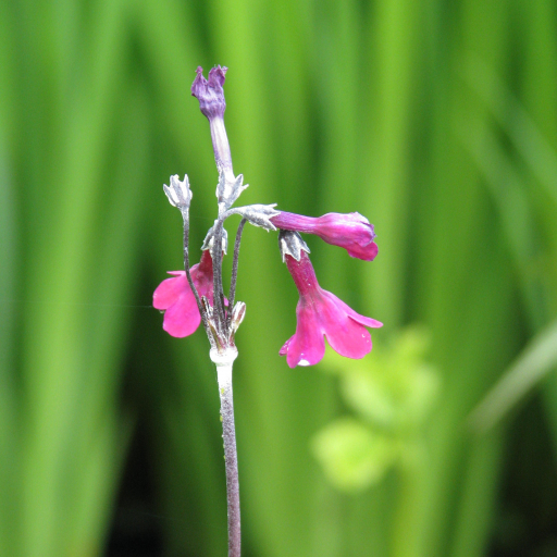 Secund-Flowered Primrose (Primula Secundiflora) Plant Care & How to ...