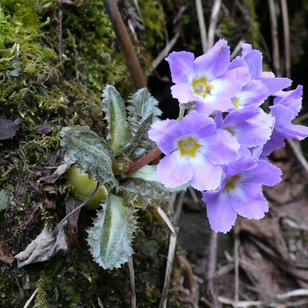Primula Sonchifolia Care Guide: Water, Soil & Propagation - Plantiary