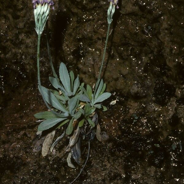 Cave-dwelling Primrose (Primula Specuicola) Plant Care & How to Grow, Water