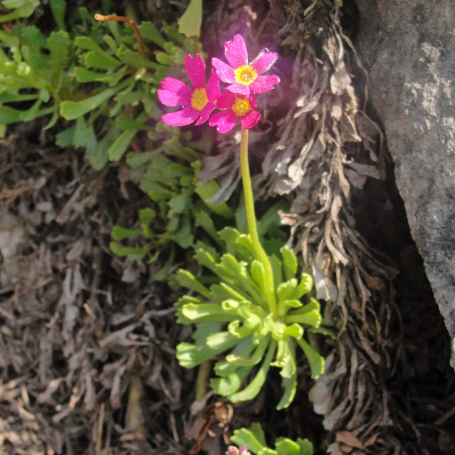 Sierra Primrose (Primula Suffrutescens) Plant Care & How to Grow, Water