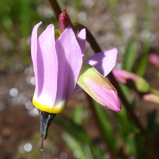 Alpine Shooting-Star (Primula Tetrandra) Plant Care & How to Grow, Water