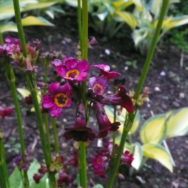 Wilson's Primrose (Primula Wilsonii) Plant Care & How to Grow, Water