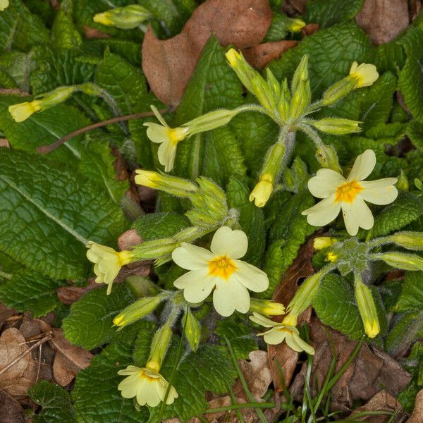 Primula X Digenea Plant Care & How to Grow, Water