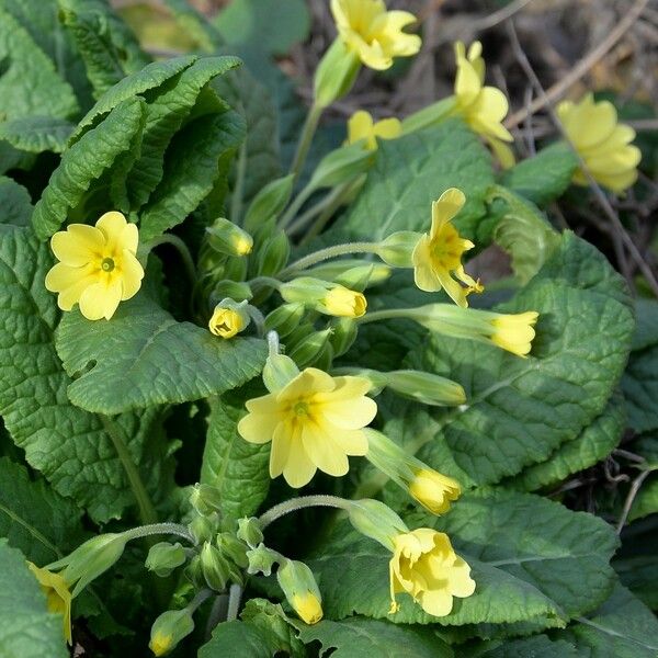 False Oxlip (Primula X Polyantha) Plant Care & How to Grow, Water