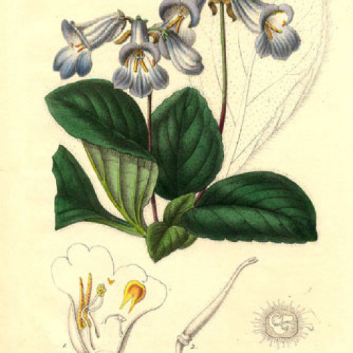 Chinese Chirita (Primulina Dryas) Care Guide: Water, Soil & Propagation ...