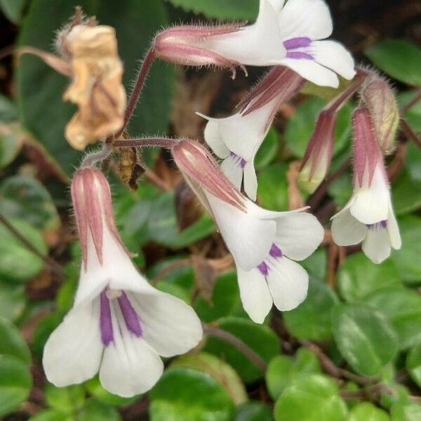 Primulina Tamiana Plant Care & How to Grow, Water