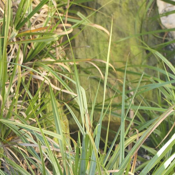 Bloodleaf (Iresine Herbstii) Plant Care & How to Grow, Water