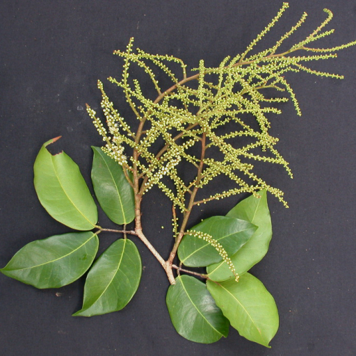 Prioria Copaifera Care Guide: Water, Soil & Propagation - Plantiary
