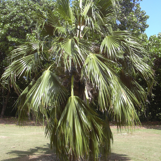Kamalo Lo'ulu (Pritchardia Munroi) Care Guide: Water, Soil ...