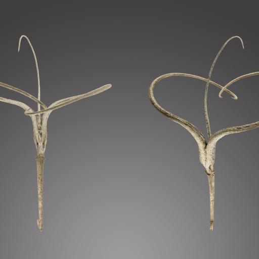 Desert Unicorn- (Proboscidea Althaeifolia) Plant Care & How to Grow, Water