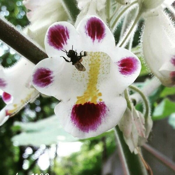 Proboscidea Fragrans Plant Care & How to Grow, Water