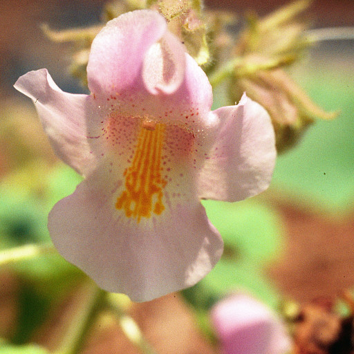 Ram's Horn (Proboscidea Louisianica) Plant Care & How to Grow, Water
