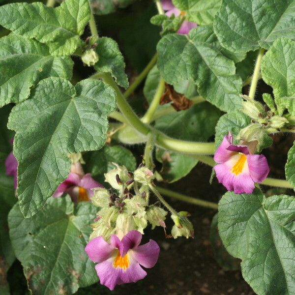 Proboscidea Triloba Plant Care & How to Grow, Water