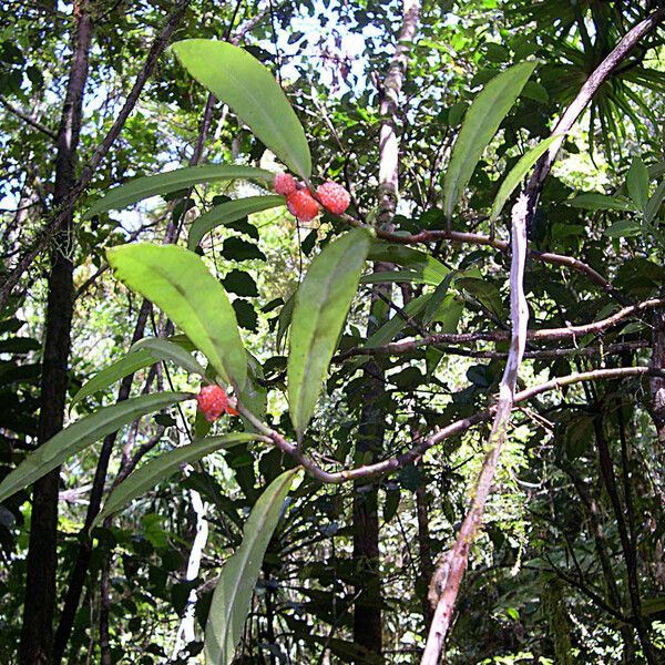 Procris Pedunculata Plant Care & How to Grow, Water