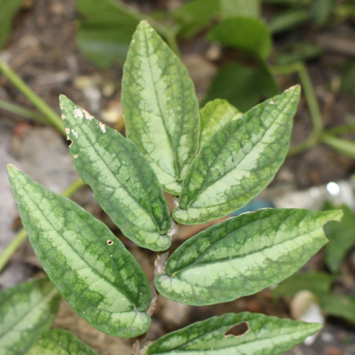 Polynesian Ivy (Procris Repens) Plant Care & How to Grow, Water