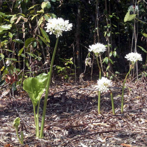 Cardwell Lily (Proiphys Amboinensis) Care Guide: Water, Soil ...