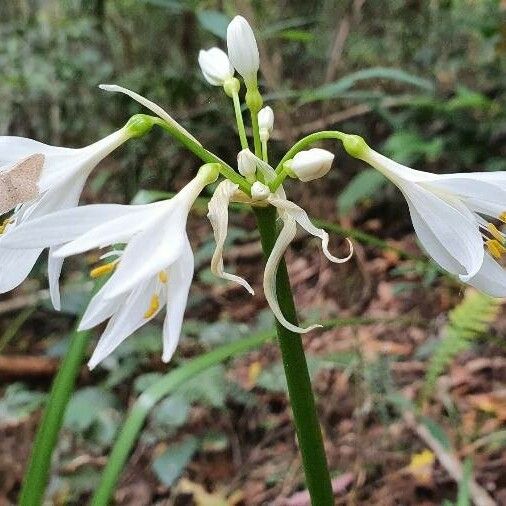 Brisbane Lily (Proiphys Cunninghamii) Care Guide: Water, Soil ...