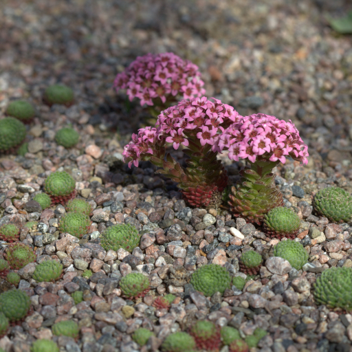 Prometheum Pilosum Plant Care & How to Grow, Water