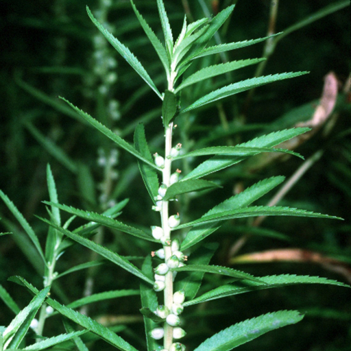 Marsh Mermaid-Weed (Proserpinaca Palustris) Plant Care & How to Grow, Water