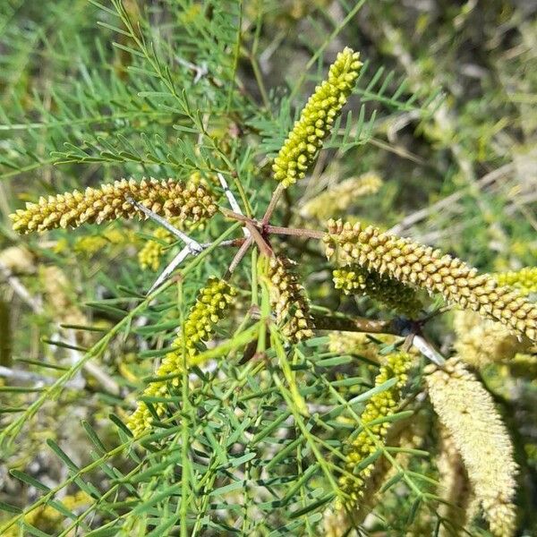 Prosopis Alpataco Plant Care & How to Grow, Water