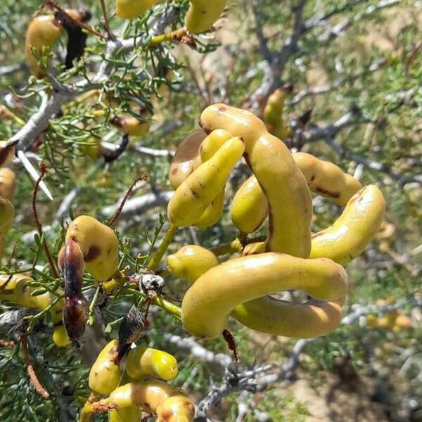 Prosopis Denudans Plant Care & How to Grow, Water