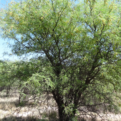 Algarrobo (Prosopis Flexuosa) Plant Care & How to Grow, Water