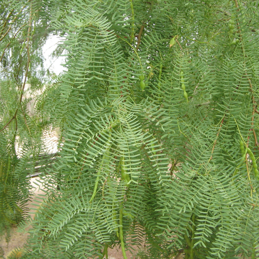 Honey Mesquite (Prosopis Glandulosa) Plant Care & How to Grow, Water