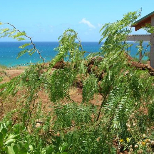 Mesquite (Prosopis Juliflora) Plant Care & How to Grow, Water
