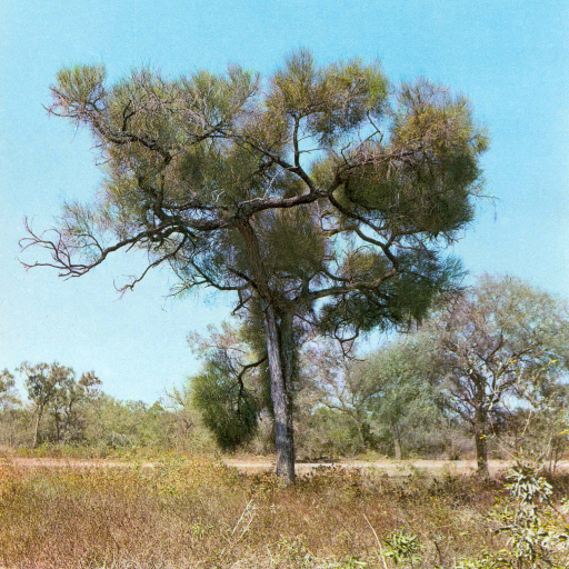 Mesquite (Prosopis Kuntzei) Plant Care & How to Grow, Water