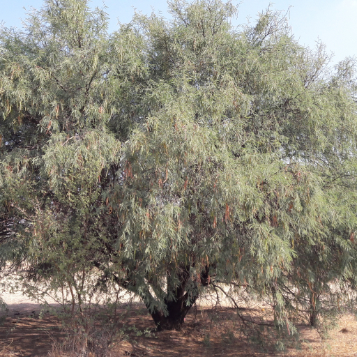 Smooth Mesquite (Prosopis Laevigata) Plant Care & How to Grow, Water