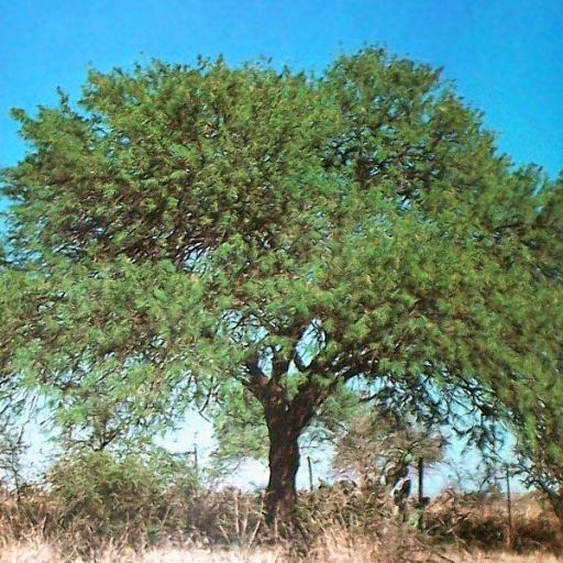 Prosopis Nigra Plant Care & How to Grow, Water