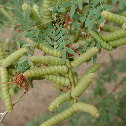 Screwbean Mesquite (Prosopis Pubescens) Care Guide: Water, Soil ...