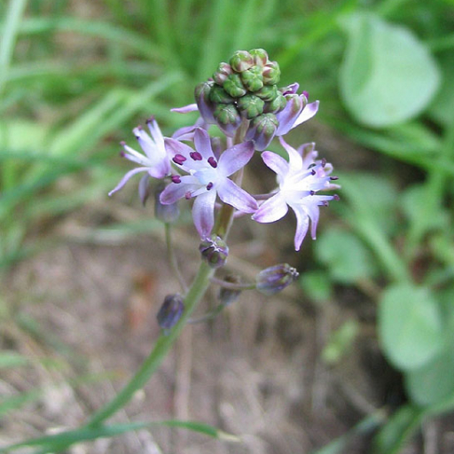 Autumn Squill (Prospero Autumnale) Plant Care & How to Grow, Water