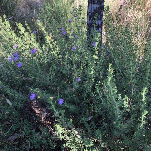 Wollemi Mint-Bush (Prostanthera Cryptandroides) Plant Care & How to ...