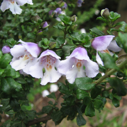 Rough Mint Bush (Prostanthera Cuneata) Plant Care & How to Grow, Water