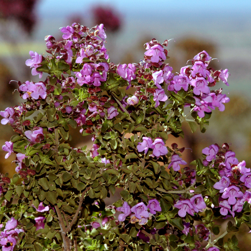Round-Leaf Mintbush (Prostanthera Rotundifolia) Plant Care & How to ...