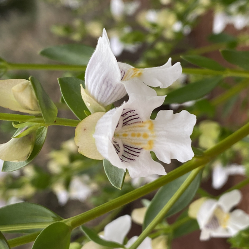 Jockey's-Cap (Prostanthera Striatiflora) Plant Care & How to Grow, Water